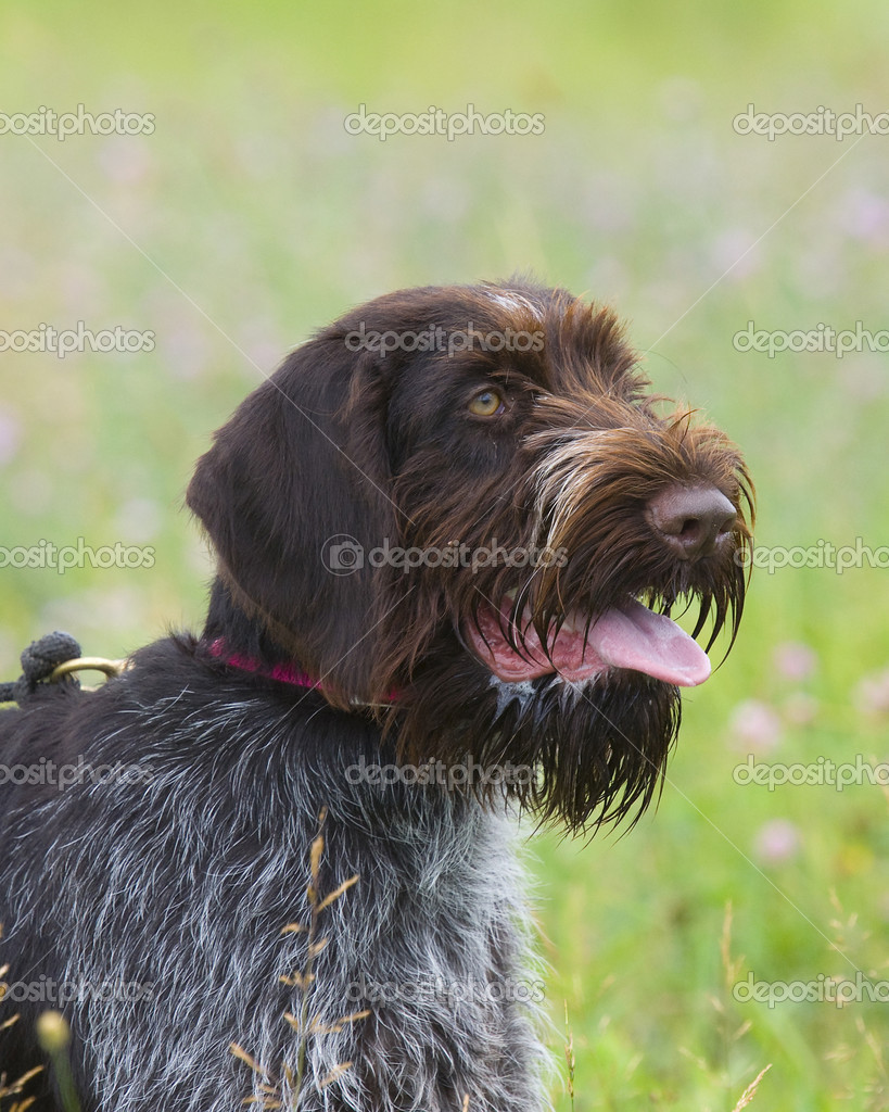 Chien de chasse Drahthaar — Photographie schlag © #12526126