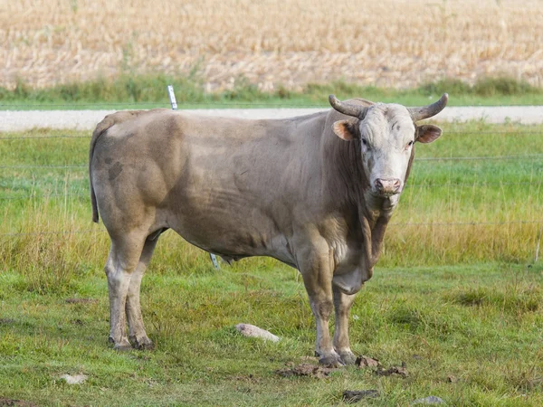 Mean angry bull Stock Photos, Royalty Free Mean angry bull Images ...