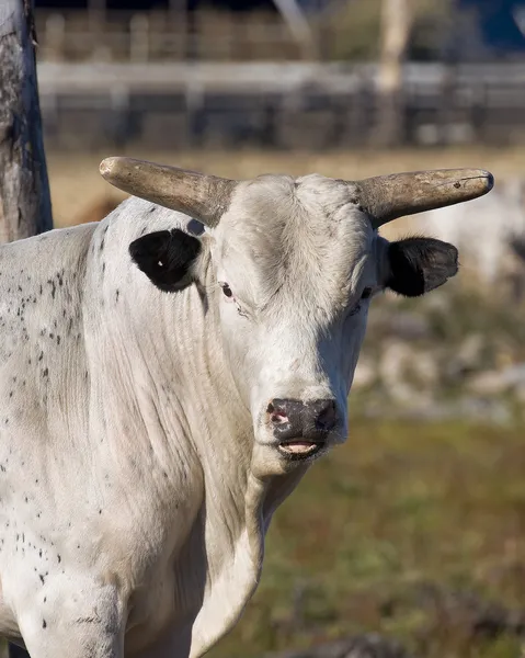 Mean angry bull Stock Photos, Royalty Free Mean angry bull Images ...