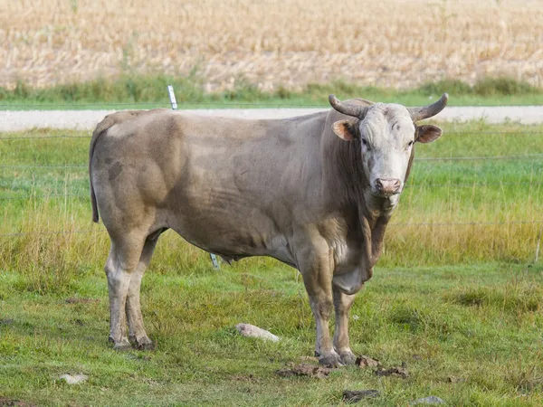 2,908 Rodeo bull Stock Photos | Free & Royalty-free Rodeo bull Images ...