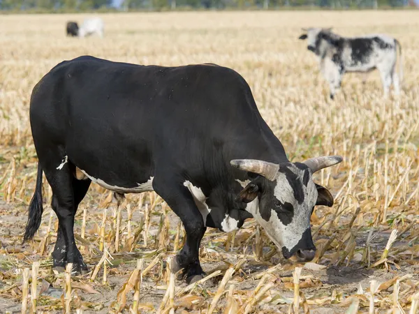 2,908 Rodeo bull Stock Photos | Free & Royalty-free Rodeo bull Images ...