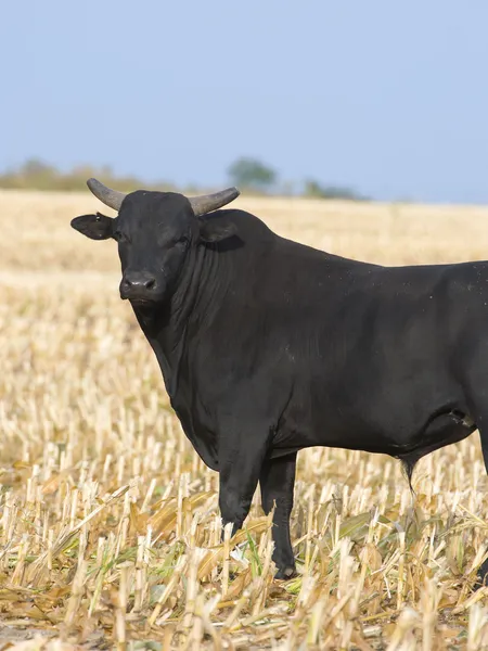 Black bull Stock Photos, Royalty Free Black bull Images | Depositphotos