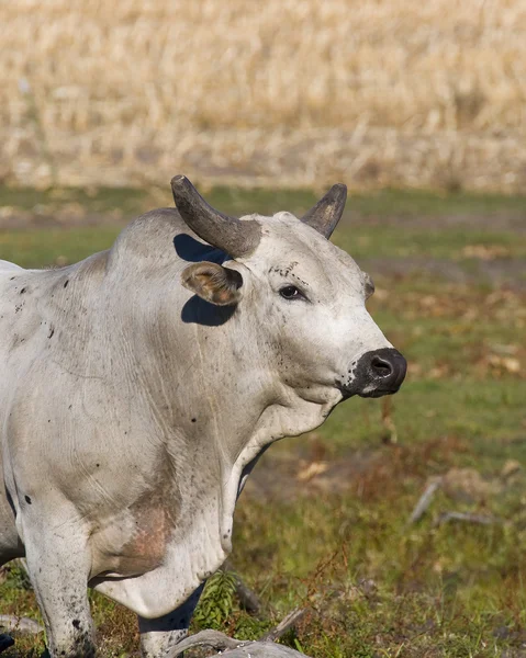 Bull ride Pictures, Bull ride Stock Photos & Images | Depositphotos®