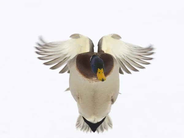 Duck top view Stock Photos, Royalty Free Duck top view Images ...