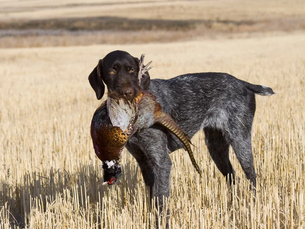 What Is The Best Dove Hunting Dog