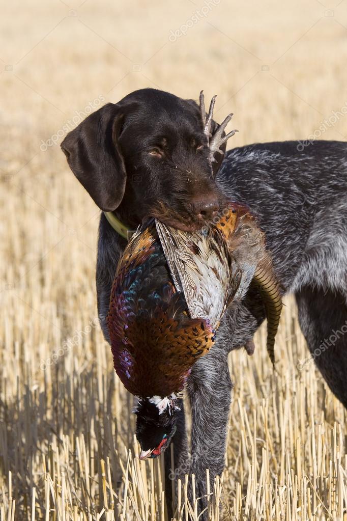Hunting dog Stock Photo by ©schlag 14792463