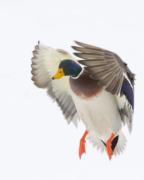 Mallard drake Stock Photos, Royalty Free Mallard drake Images ...