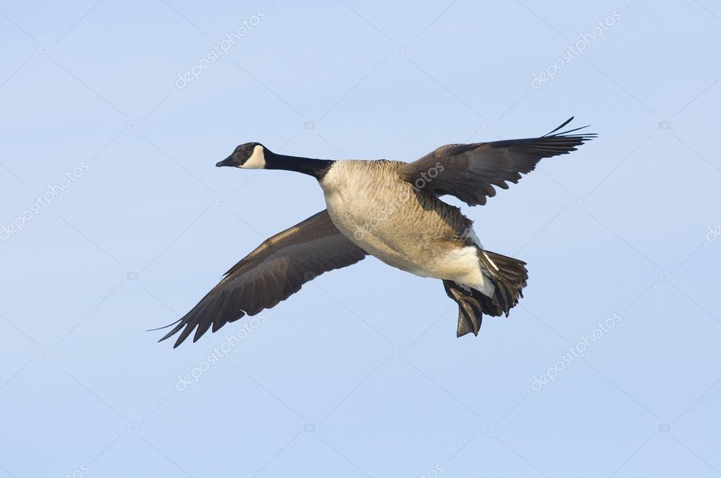 Flying Goose Stock Photo by ©schlag 15427955