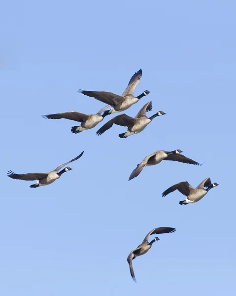 14,324 Flock of geese Pictures, Flock of geese Stock Photos & Images ...