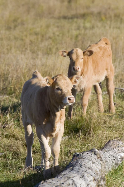 Beef Calves — Stock Photo © schlag #16518033