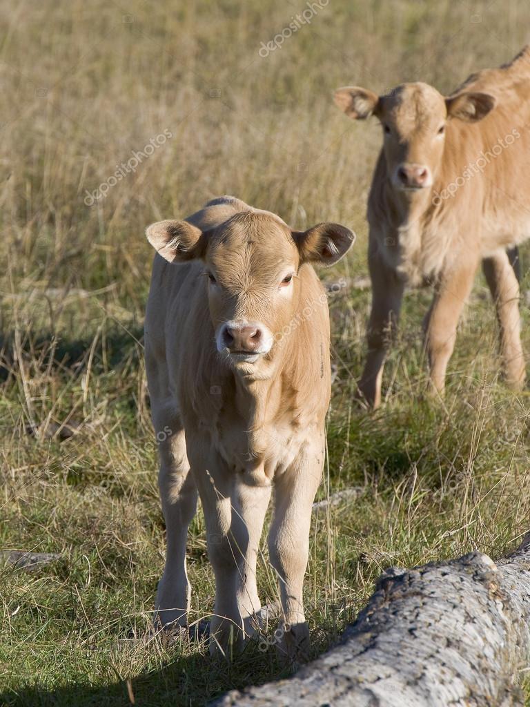 Beef Calves — Stock Photo © schlag #16518033