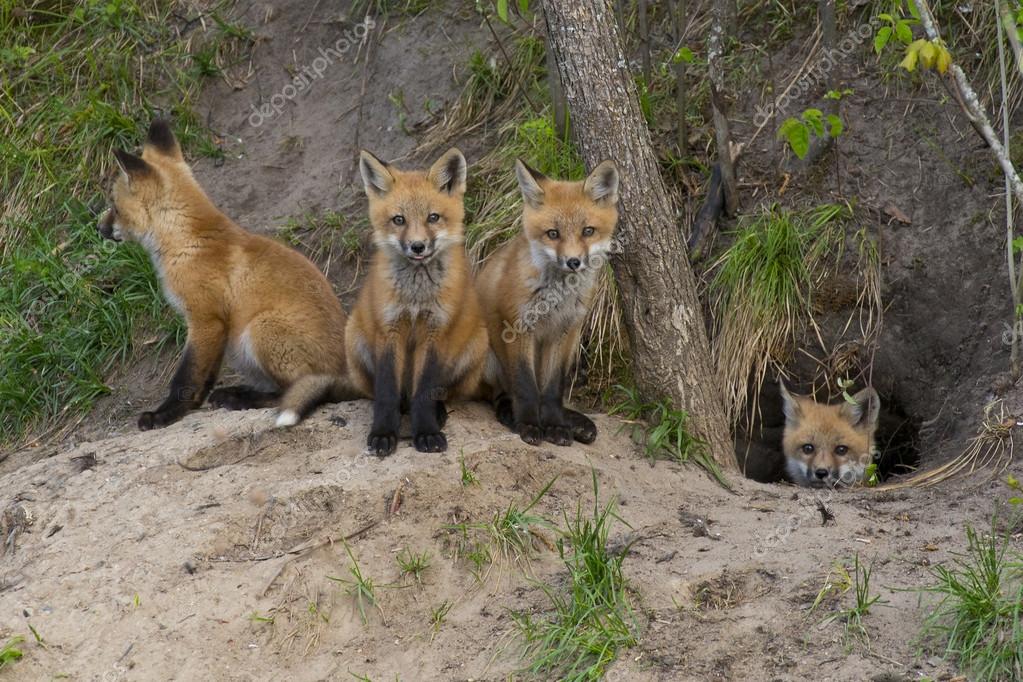 Red Fox kits at their den — Stock Photo © schlag #26362591
