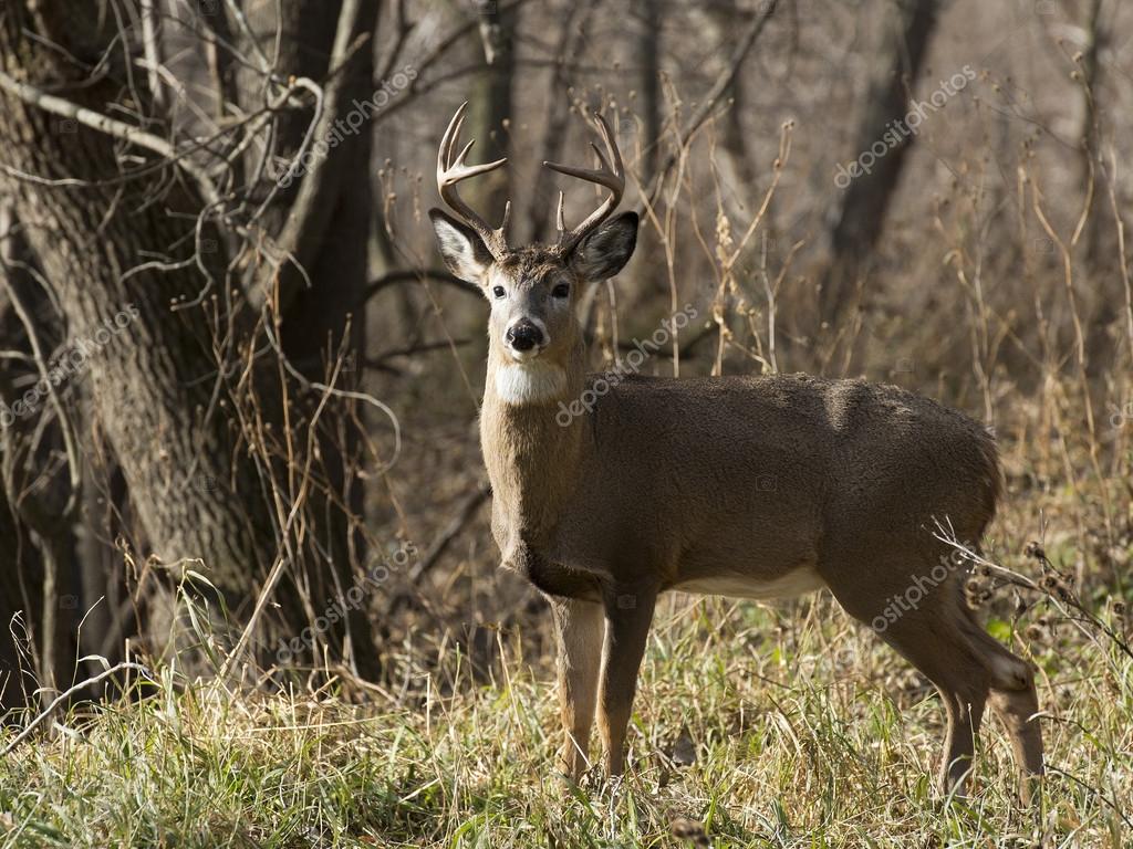 Whitetail Hjort Whitetail Hjort Gravid Kvinna, Whitetail Deer