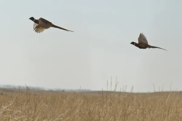 Flight Pens Pheasant Aviary