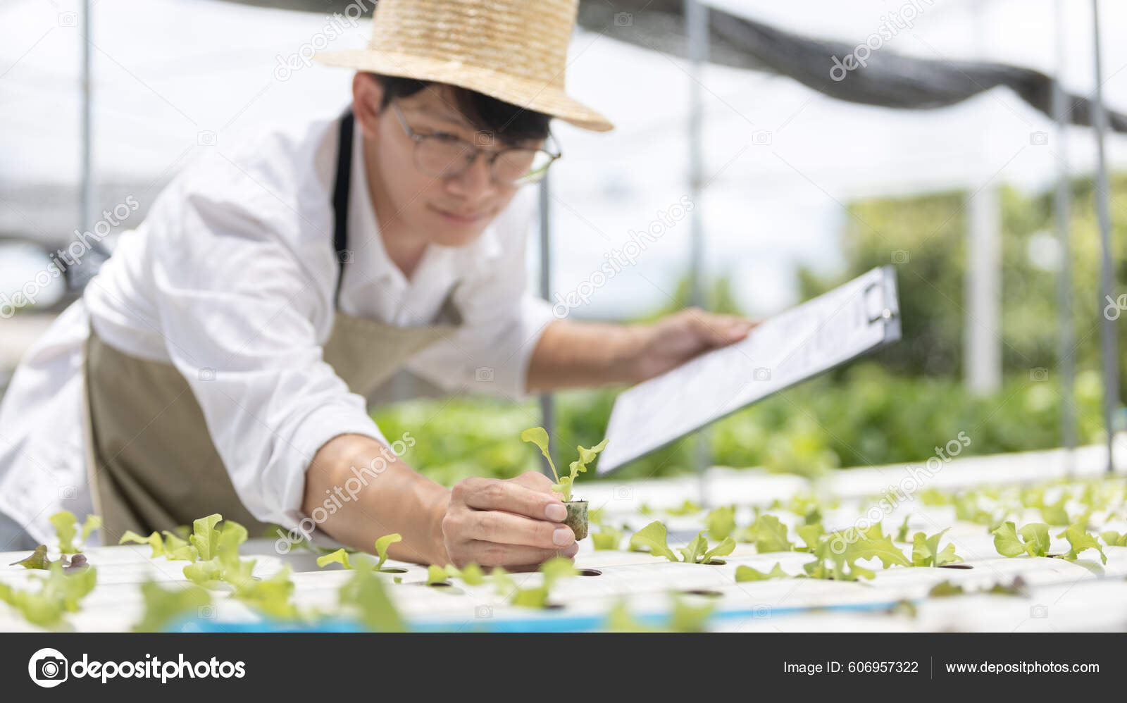 Owner Hydroponics Vegetable Garden Checking Quality Vegetables Checking ...