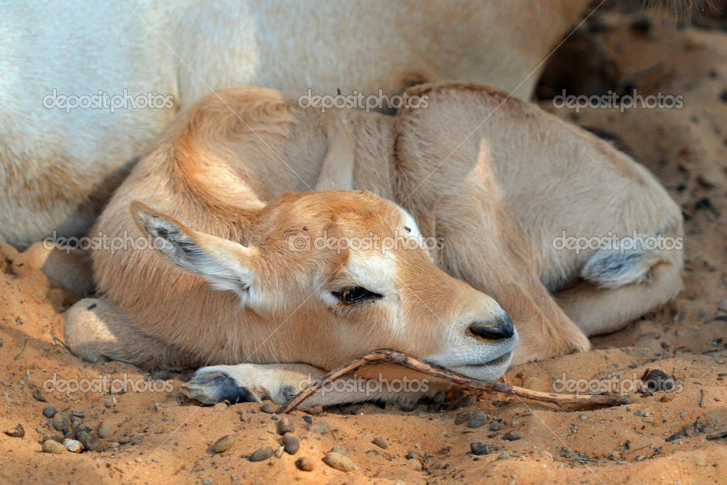 Baby Oryx — Stock Photo #12845934