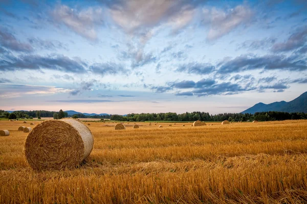 Wheet Stock Photos, Royalty Free Wheet Images | Depositphotos