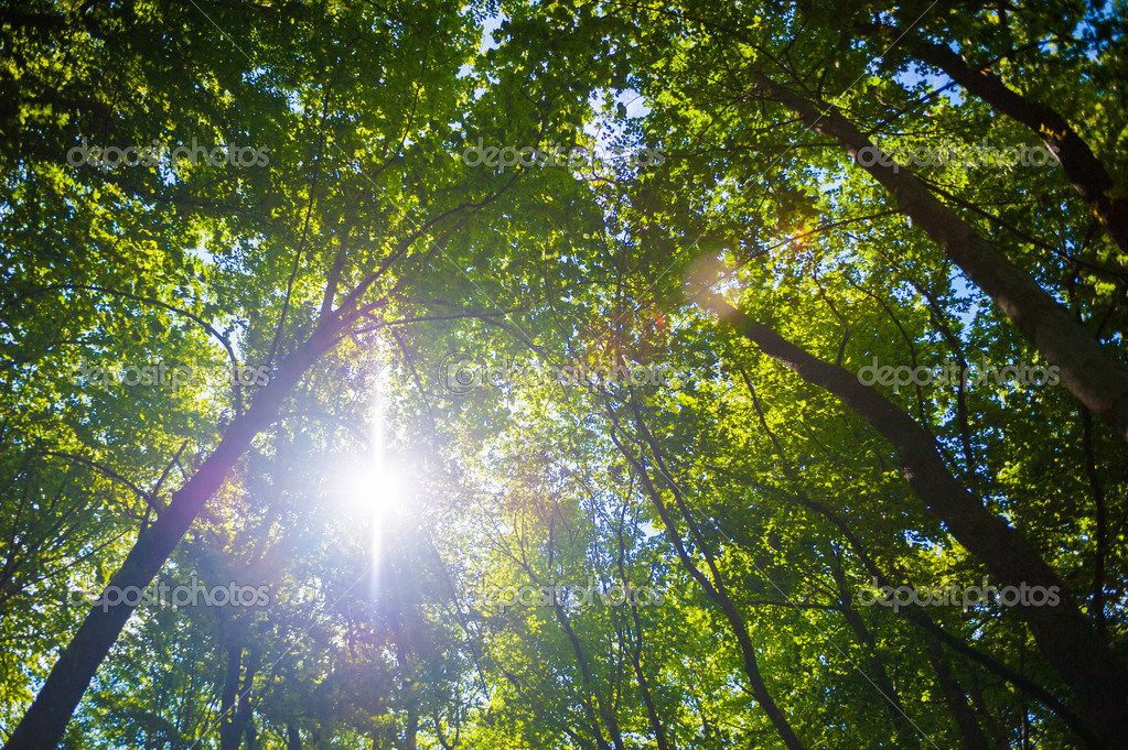 Sun shining through treetops Stock Photo by ©klemsy 27227995