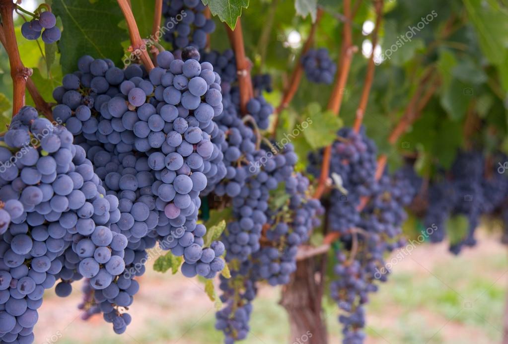 Lush Food Fruit Grape Clusters Agricultural Vine Farm Field — Stock ...
