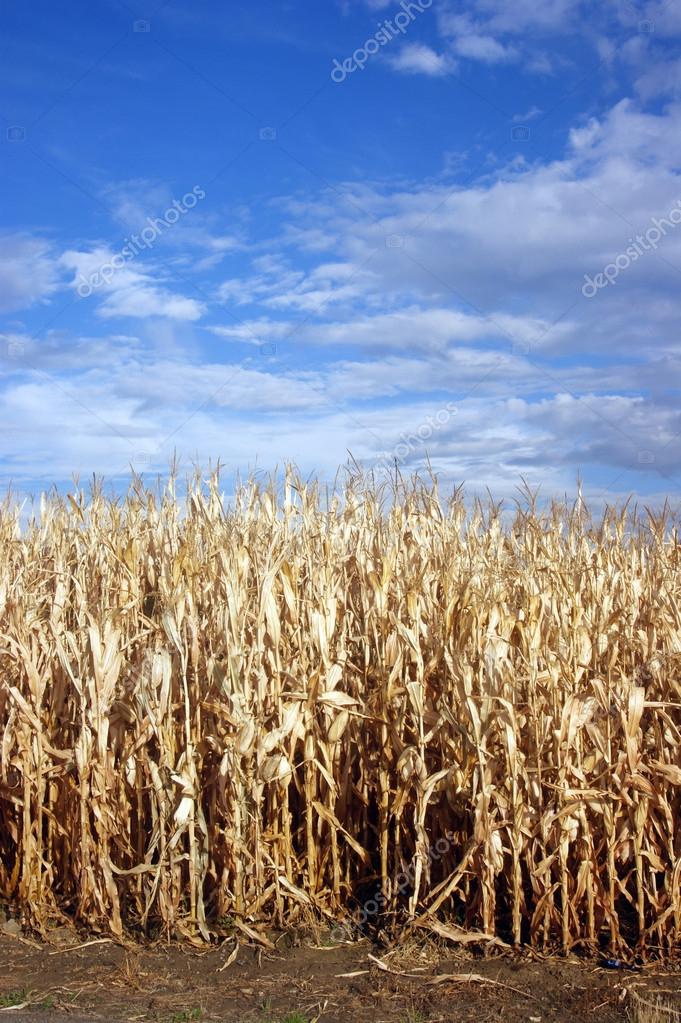 Farmers Corn Field Crop Under Blue Sky Produce Food Commodity Stock ...