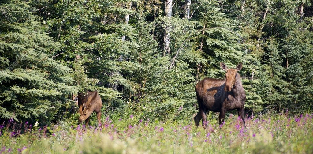 Alce gigante de Alaska hembra lleva ternera de flores silvestres del ...
