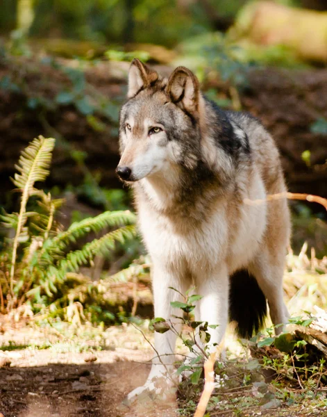 Brown Timber Wolf