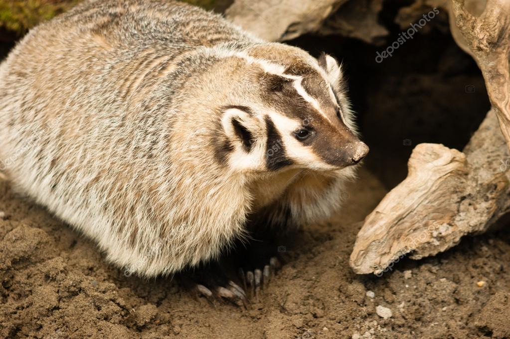 Familia de Mustelidae de Animales Salvajes Tejón de Piernas Cortas de ...