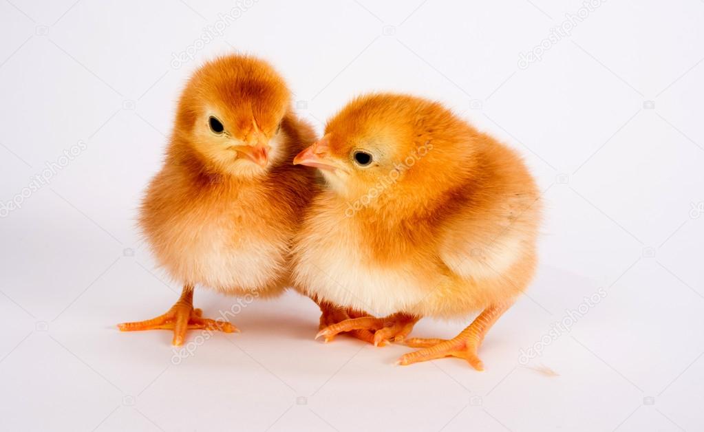 Poulets de ferme nouveau-né de bébé poussin permanent blanc rouge d'île ...