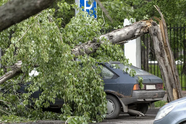 Árvore caiu Stock Photos, Royalty Free Árvore caiu Images | Depositphotos