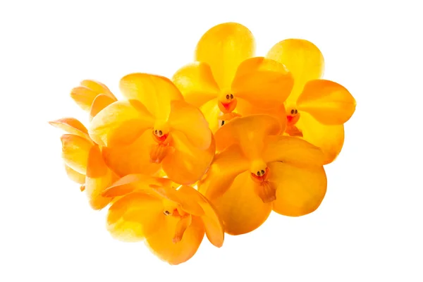 Beautiful dahlia flower isolated on white background. — Stock Photo ...