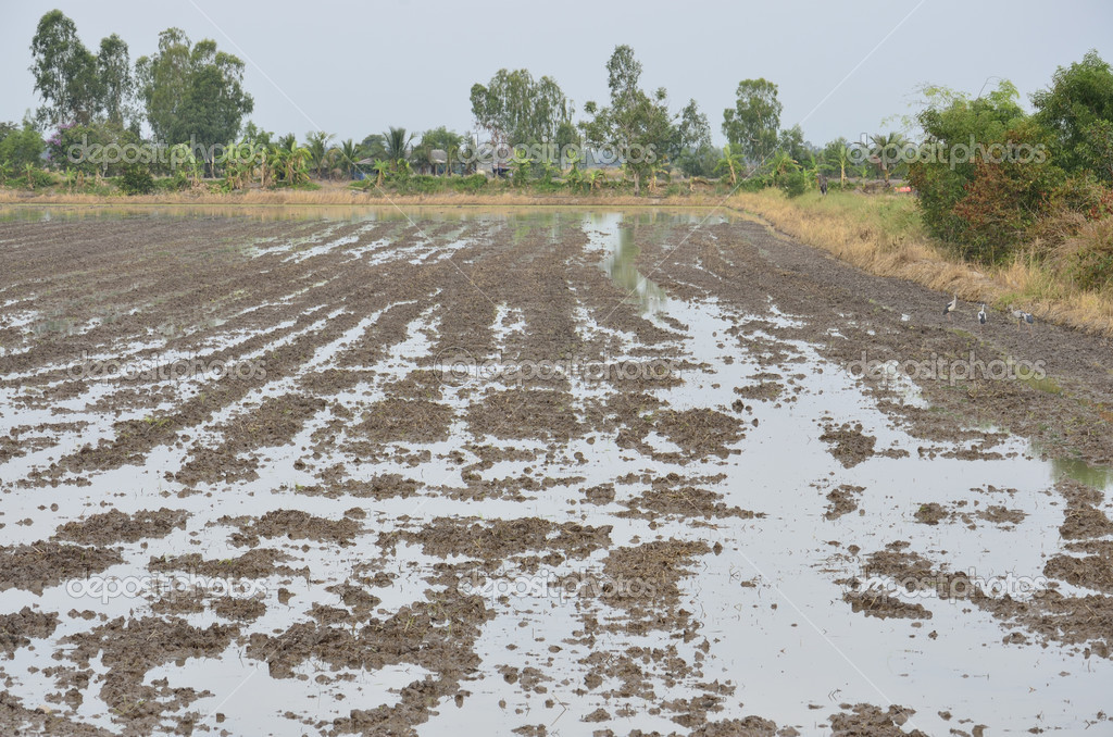 The rice field that preparing to planting rice — Stock Photo ...