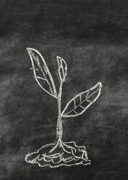 young plant drawing with chalk on blackboard - Stock Image - Everypixel