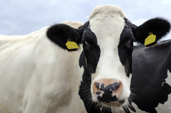 Sad cow Stock Photo by ©mihtiander 8157225