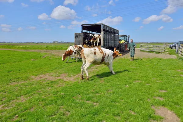 Transporte de vacas fotos de stock, imágenes de Transporte de vacas sin ...