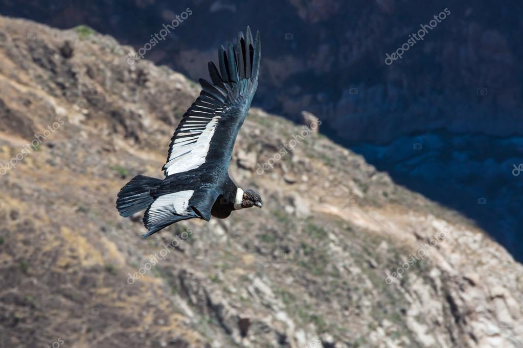 Cóndor volador sobre el cañón del Colca, Perú, América del Sur. Este es ...