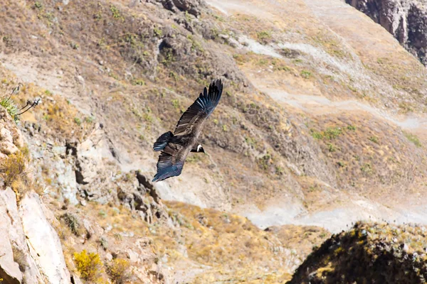 Condor voador sobre o cânion de Colca fotos, imagens de © vitmarkov ...