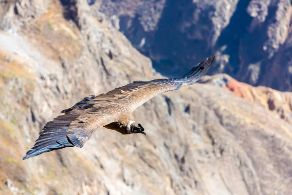 Condor voador sobre o cânion de Colca fotos, imagens de © vitmarkov ...