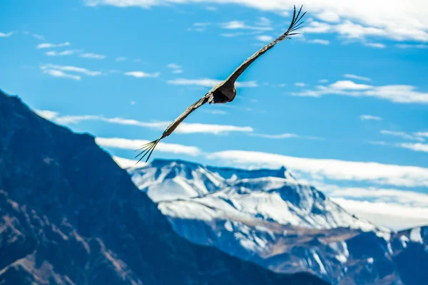 Flying condor over Colca canyon — Stock Photo © vitmarkov #37276621