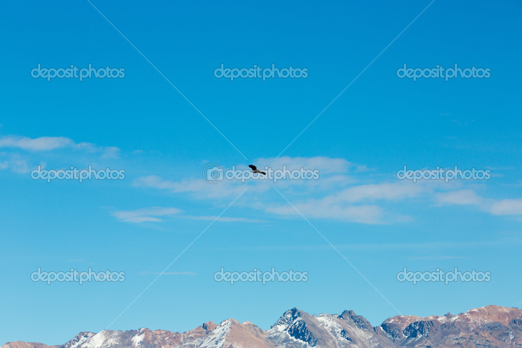 Flying condor over Colca canyon — Stock Photo © vitmarkov #37276621