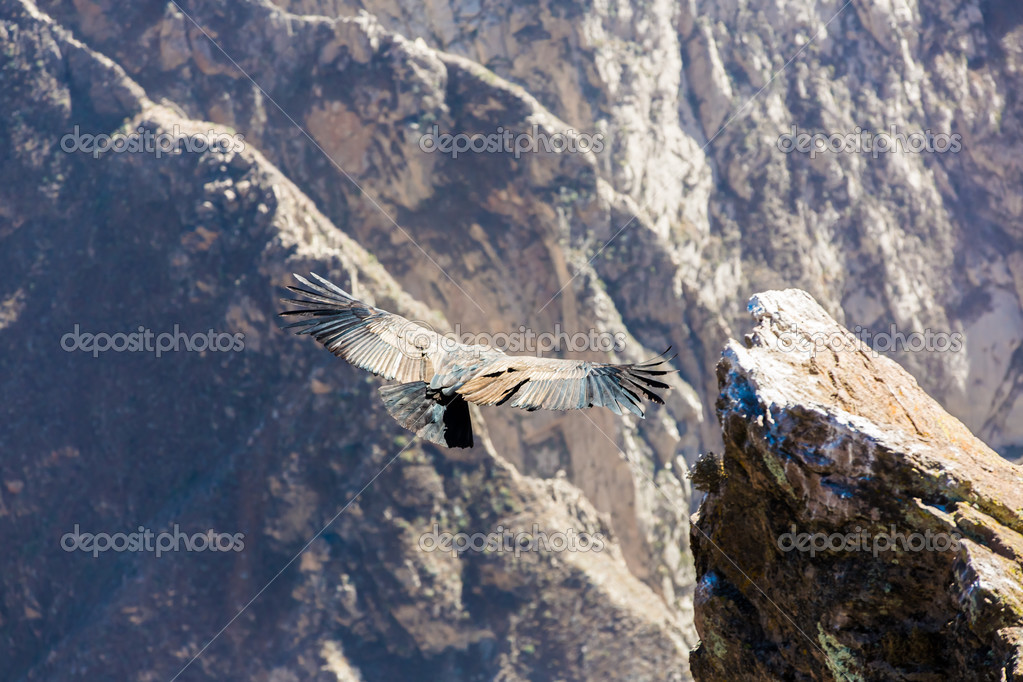 Condor voador sobre o cânion de Colca fotos, imagens de © vitmarkov ...