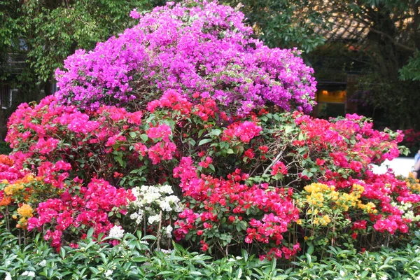 Flores lima Stock Photos, Royalty Free Flores lima Images | Depositphotos