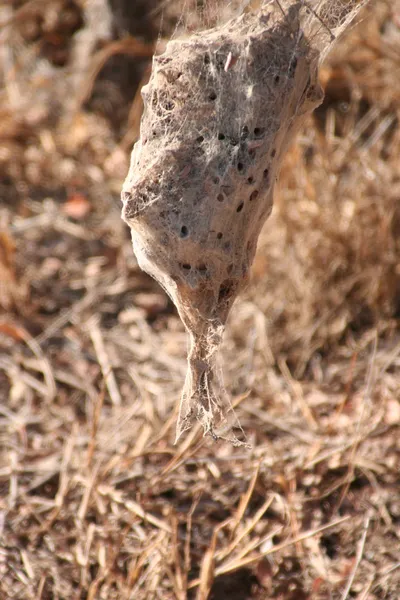 Bird dung Stock Photos, Royalty Free Bird dung Images | Depositphotos