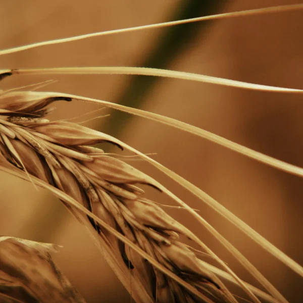 Combine header Stock Photos, Royalty Free Combine header Images ...