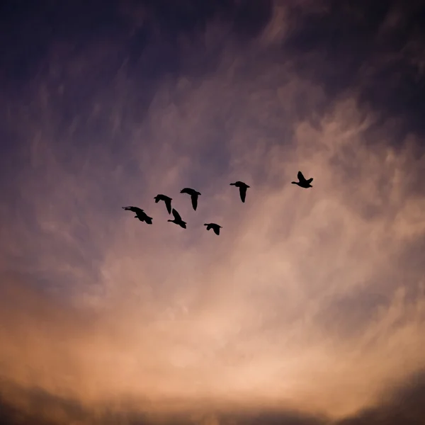 Geese formation Pictures, Geese formation Stock Photos & Images ...
