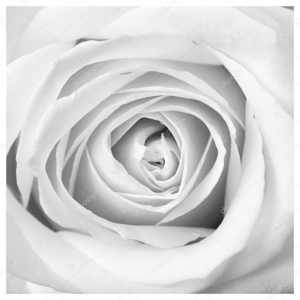 White rose — Stock Photo © piolka #12506260