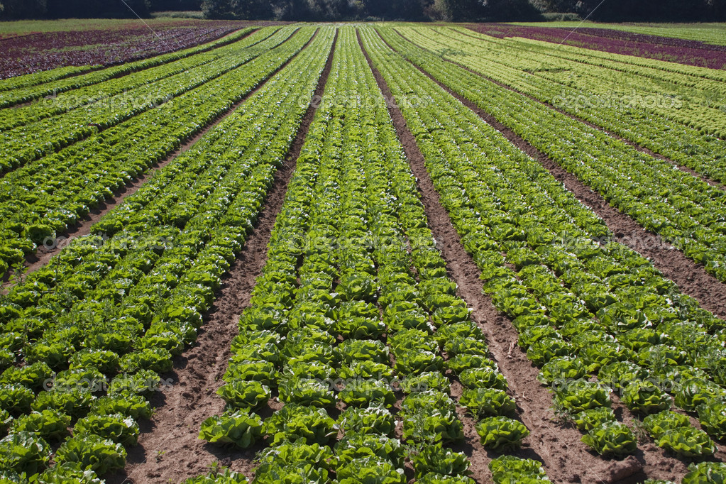 Campo de repollo 2024