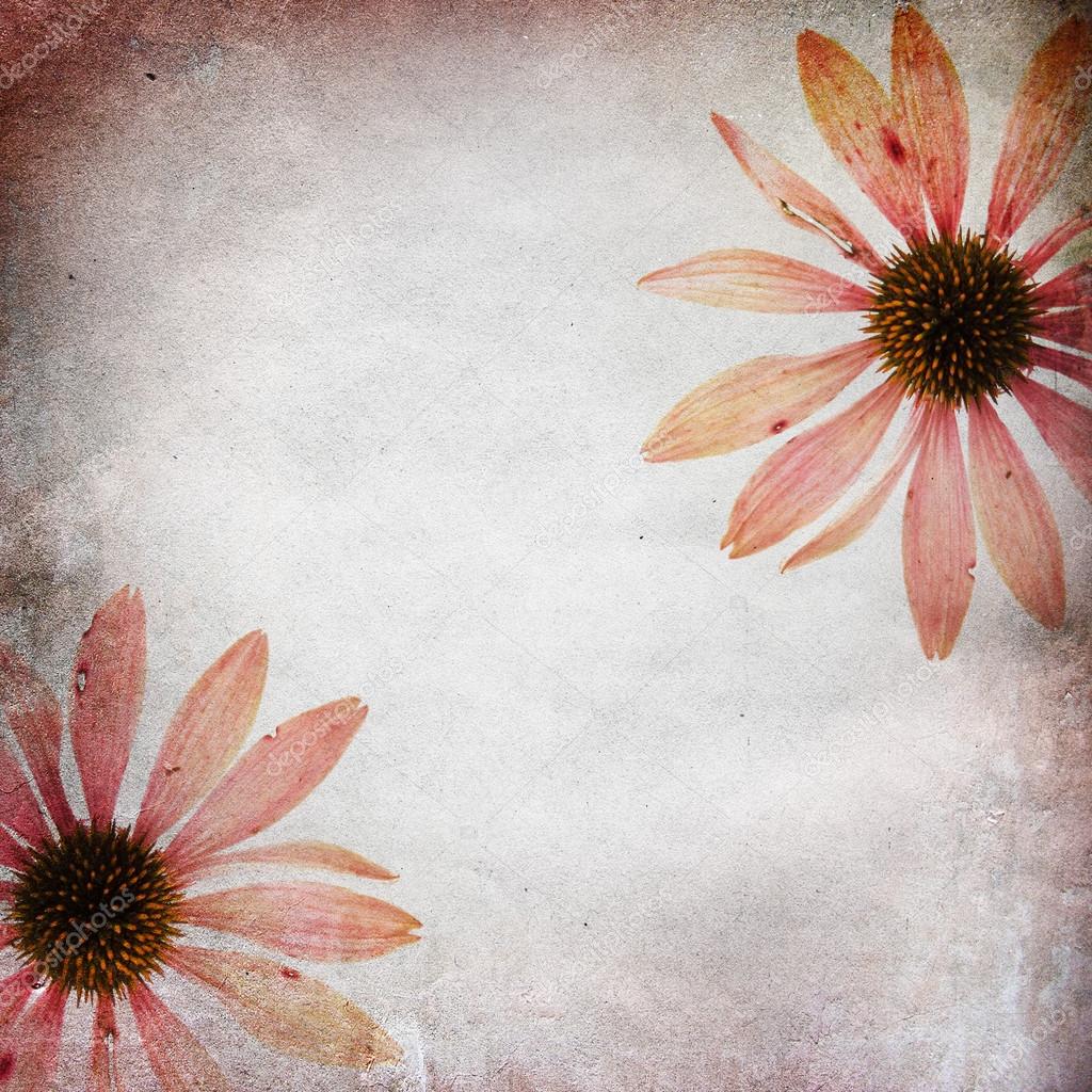 Vintage shabby chic background with echinacea Stock Photo by ©piolka ...