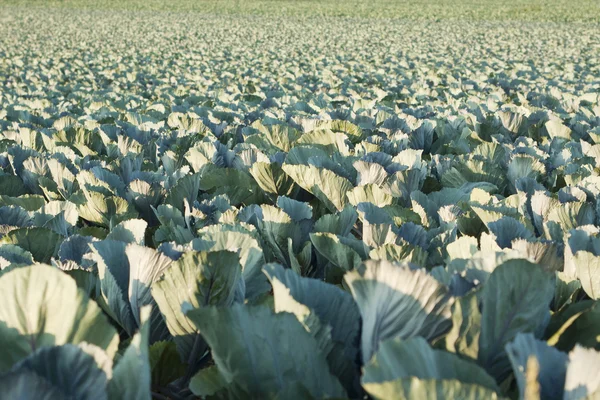 Red cabbage field Stock Photos, Royalty Free Red cabbage field Images ...