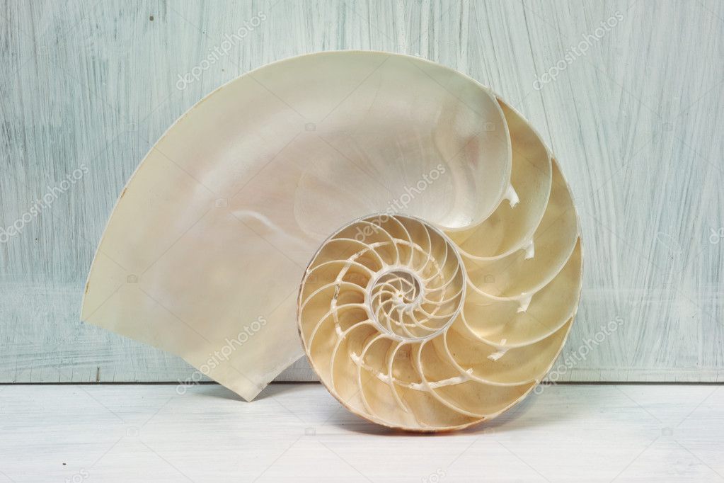 Nautilus Cross Section - Angelica Gosta