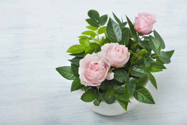 Little roses Pictures, Little roses Stock Photos & Images | Depositphotos®